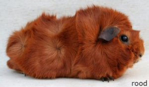 Borstelhaar | Cavia