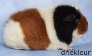 Rex | Cavia