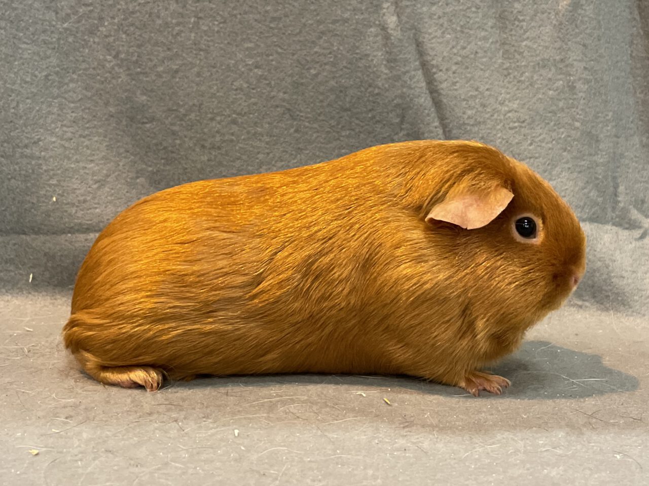 Dierenparade Noordshow | Cavia